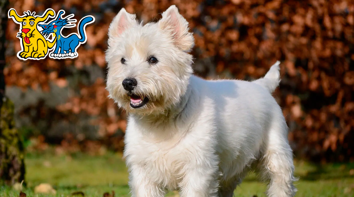 ¡Conoce más sobre el West Highland White Terrier! – American Pets Panama