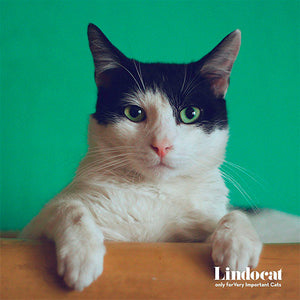 American Pets Panama